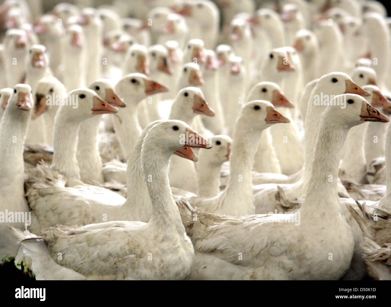 A file picture dated 30 October 2007 shows Christmas geese in Wermsdorf ...