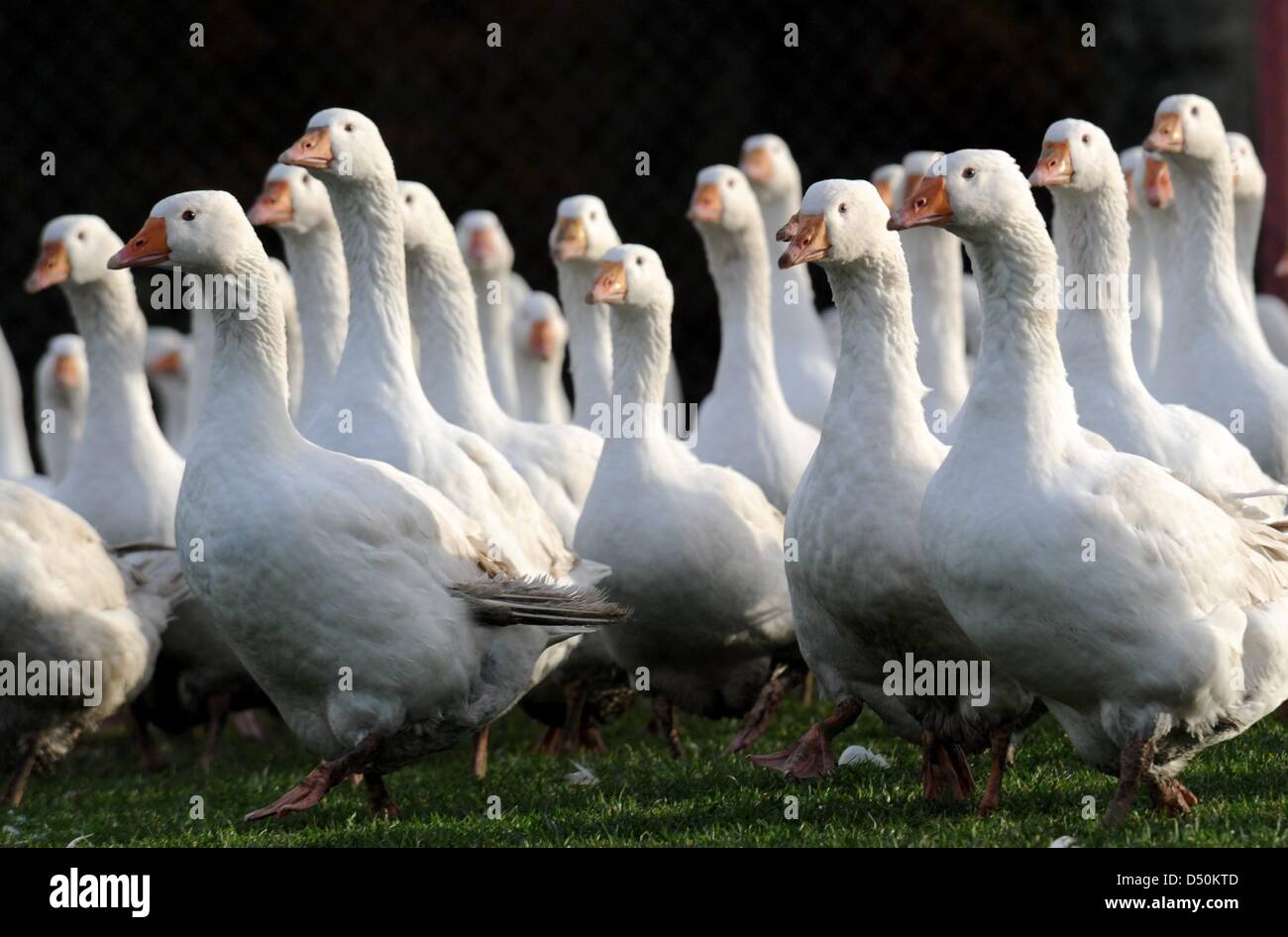 Slaughtered poultry hi-res stock photography and images - Alamy