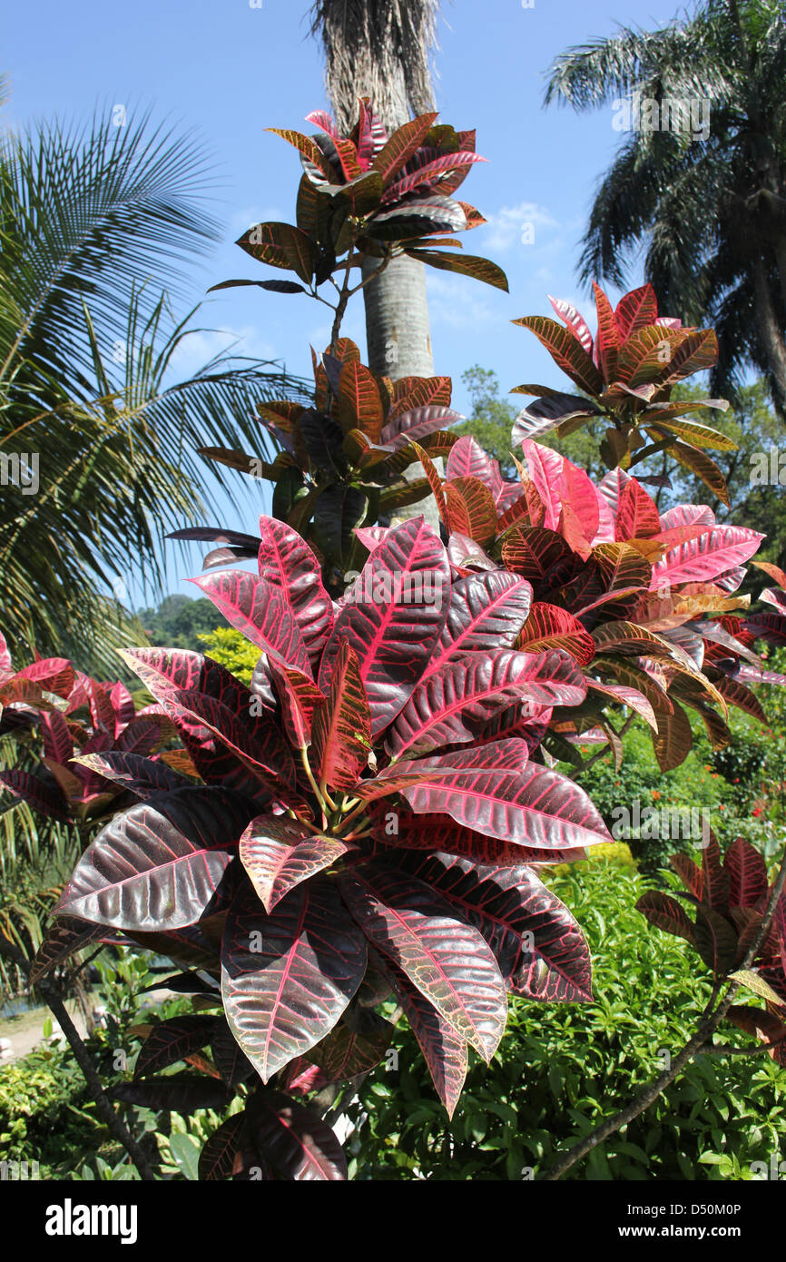 Red croton leaf hi-res stock photography and images - Alamy