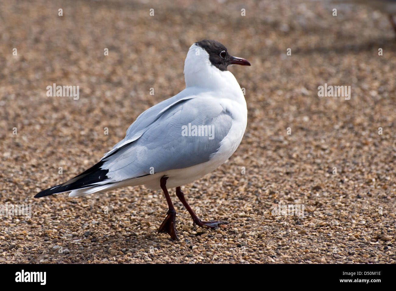 Black Headed gull Stock Photo - Alamy