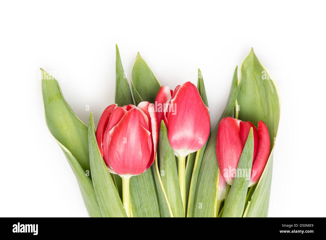 three beautiful tulips, isolated on white background Stock Photo - Alamy