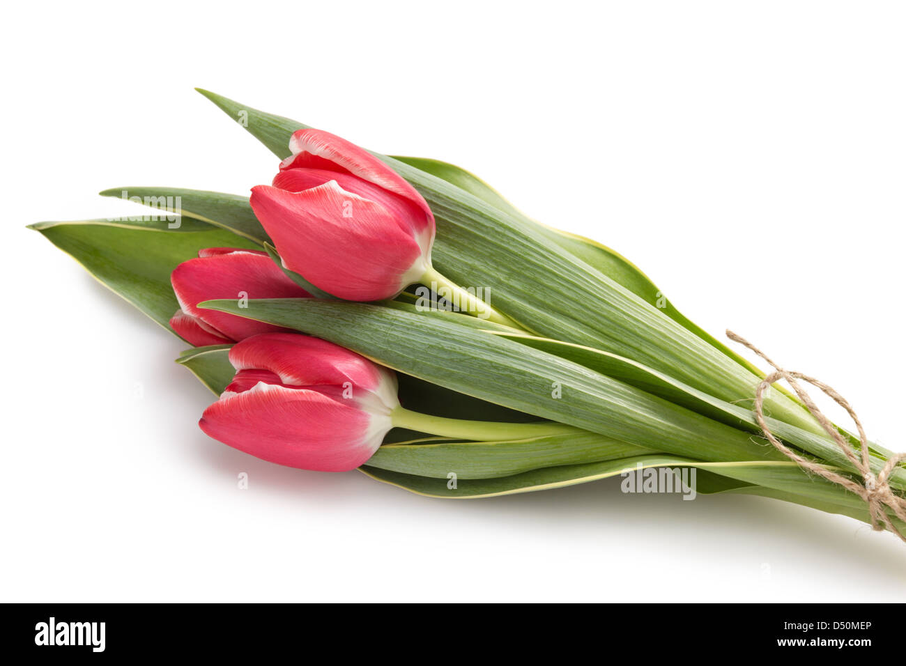 three beautiful tulips, isolated on white background Stock Photo - Alamy