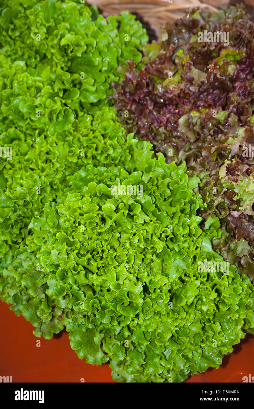 A basket full of fresh organic bibb lettuce on display for purchase at ...