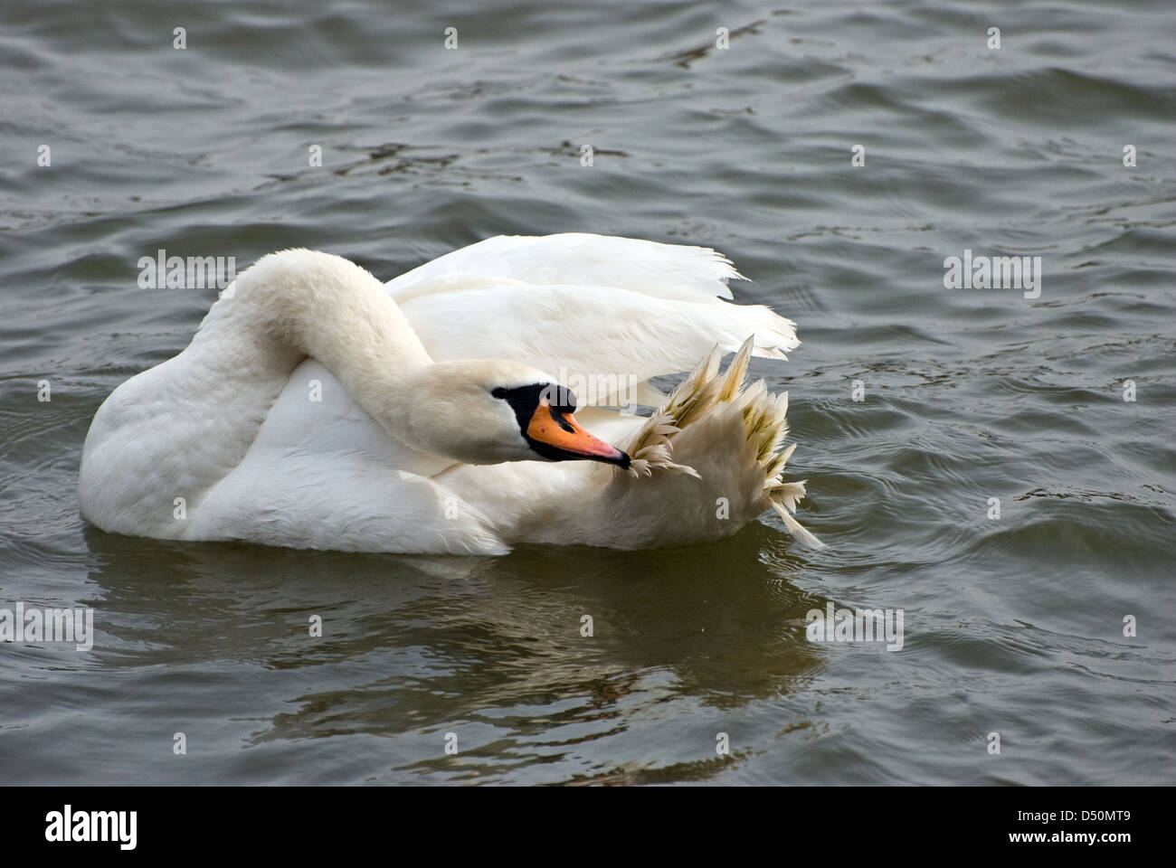 Mute swan preening Stock Photo - Alamy