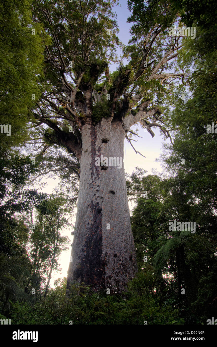 Kauri tree, new zealand hi-res stock photography and images - Alamy