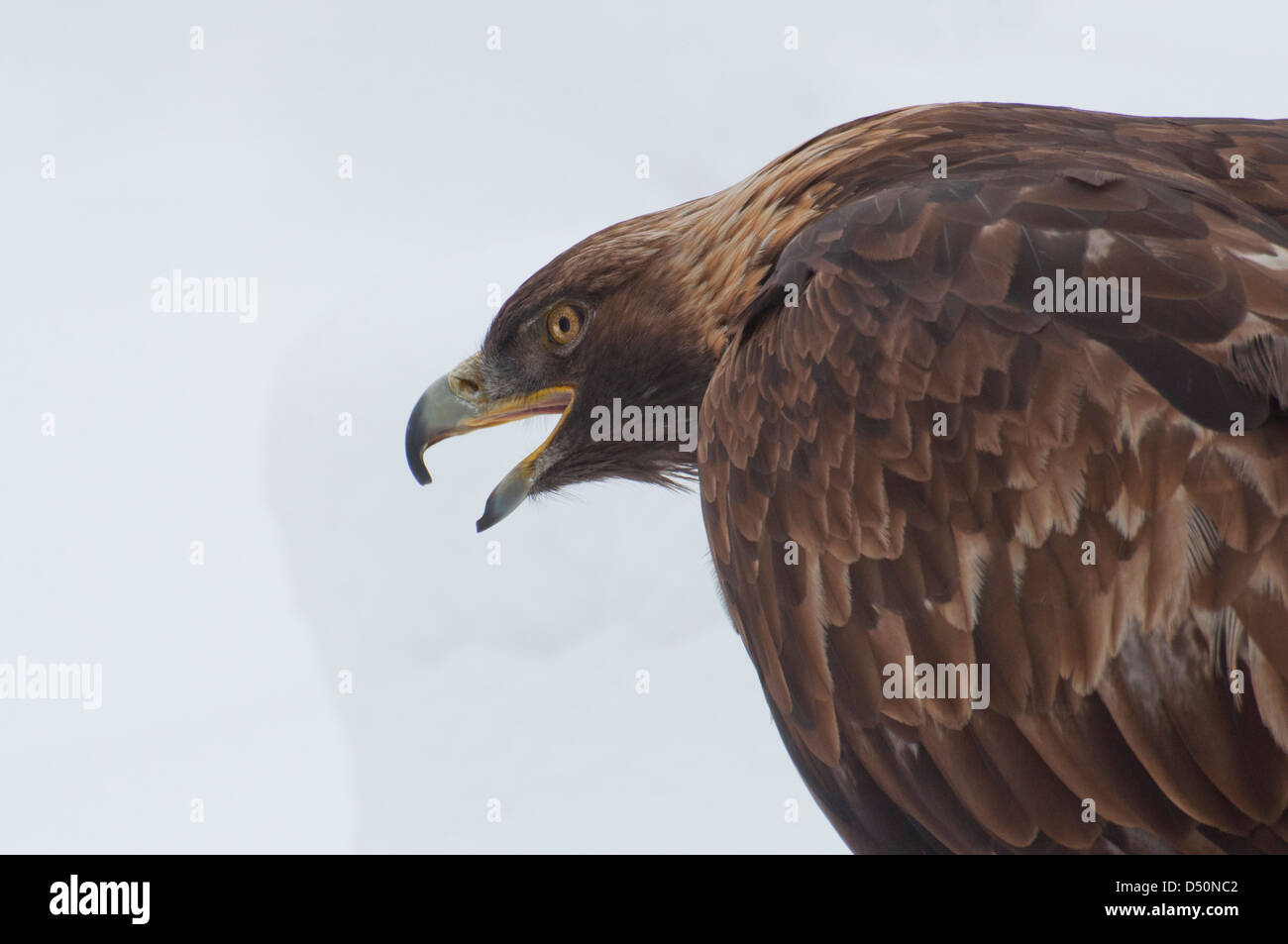 A Golden Eagle in winter Stock Photo - Alamy