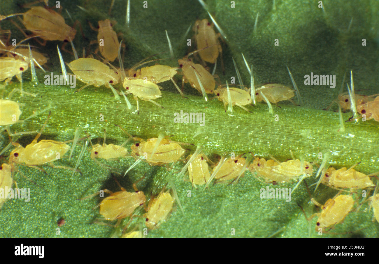 Peach potato aphids, Myzus persicae, infestation along the mid vein of ...
