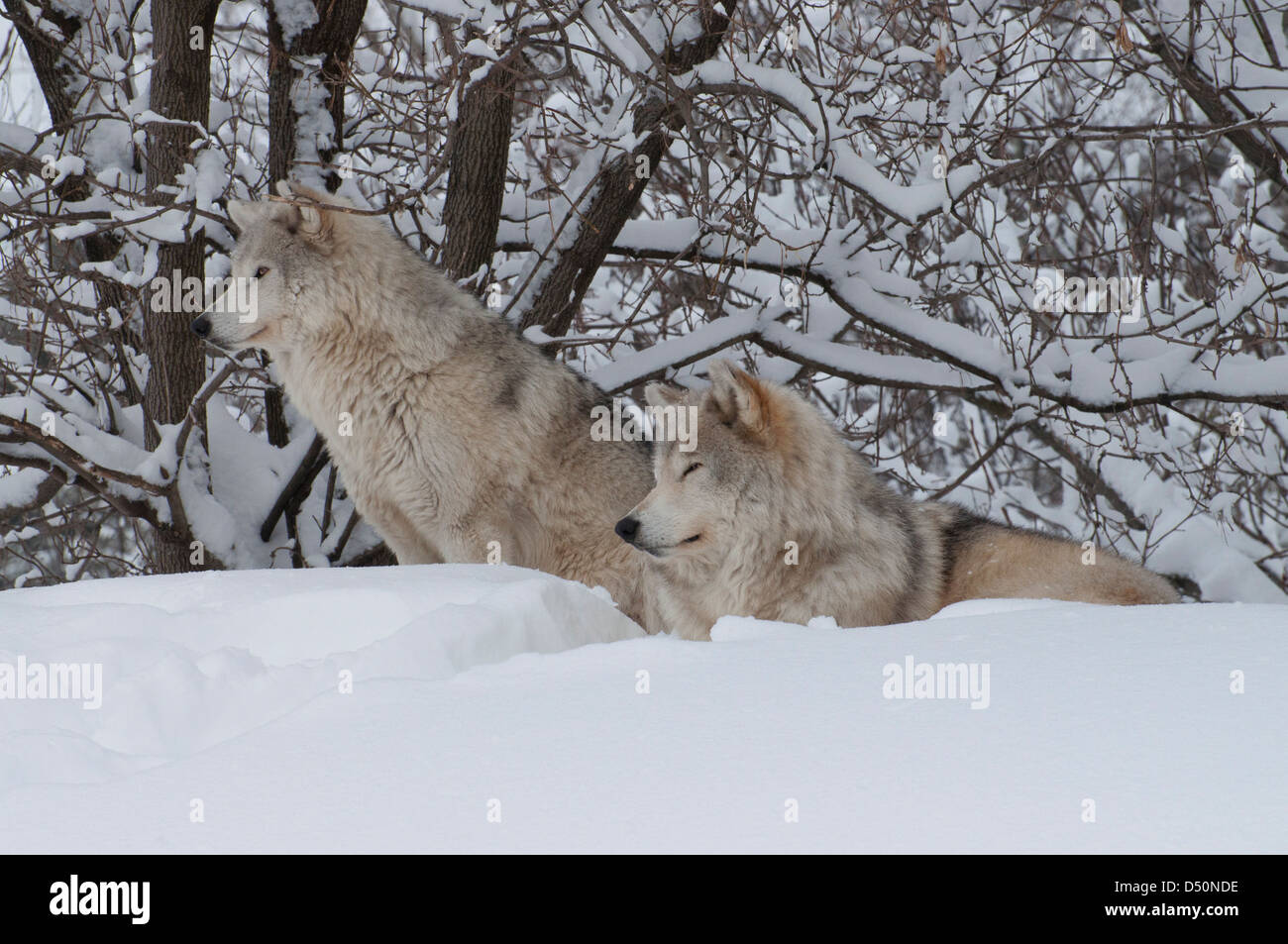 A pair of Timber Wolves on a winter day Stock Photo - Alamy