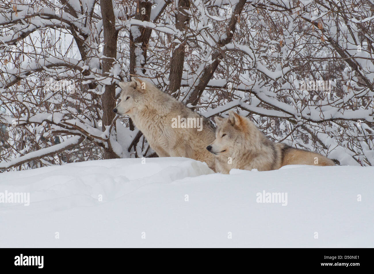 A pair of Timber Wolves on a winter day Stock Photo - Alamy