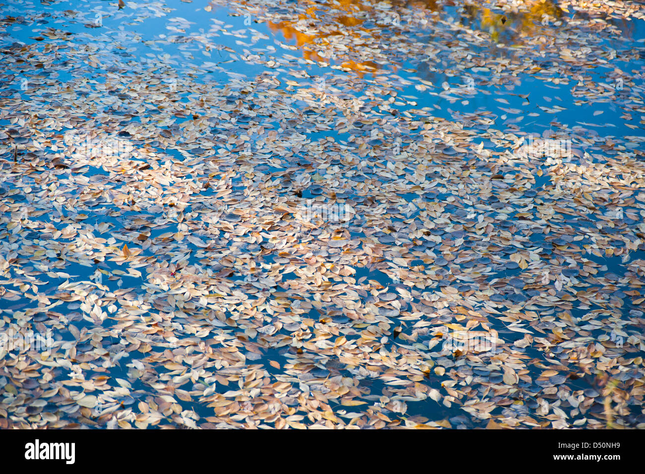 A remote pond, surrounded by cottonwood trees, many of which have ...