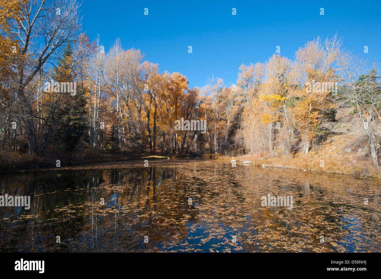 A remote pond, surrounded by cottonwood trees, many of which have ...