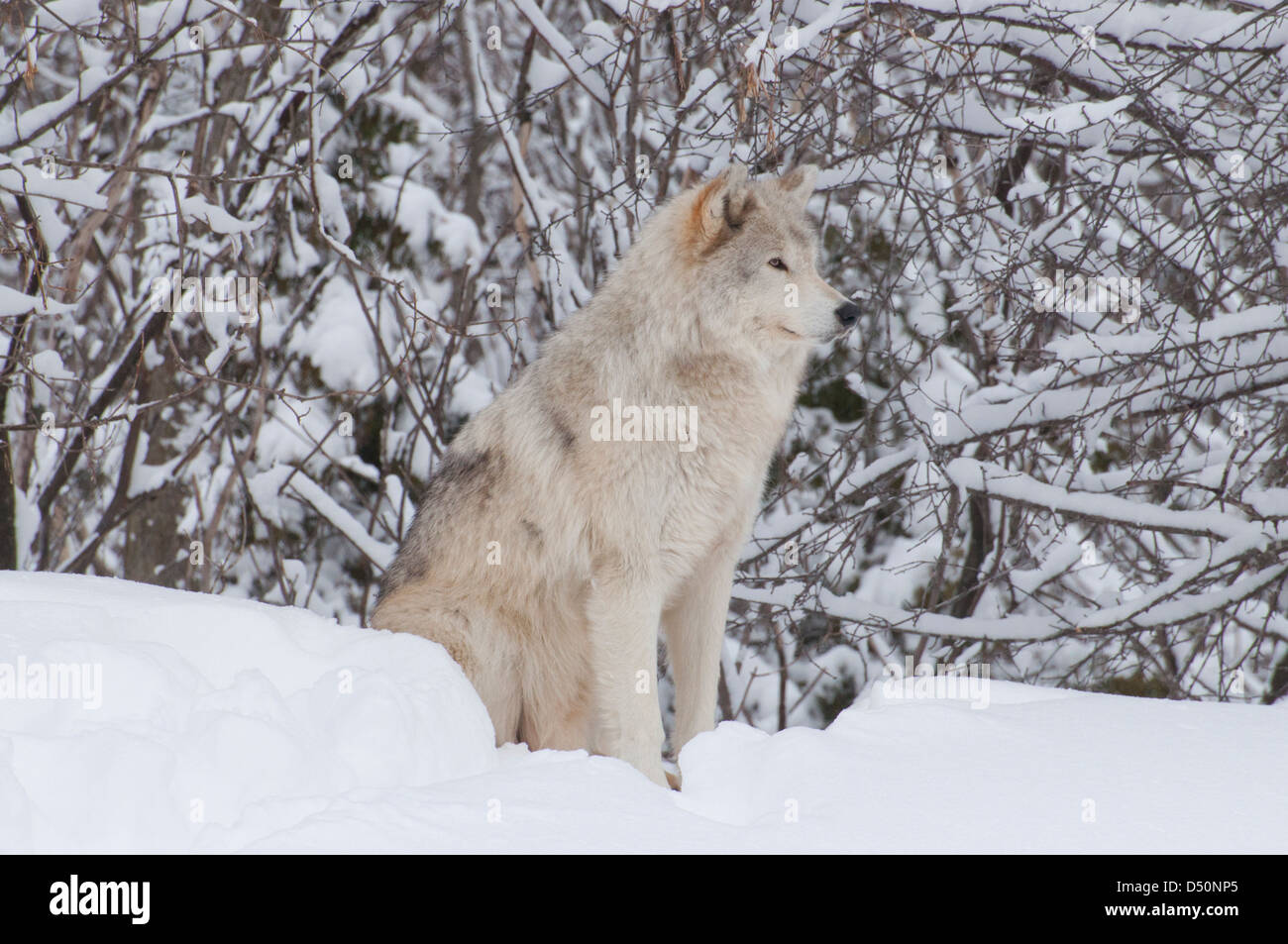 A Timber Wolf on a winter day Stock Photo - Alamy