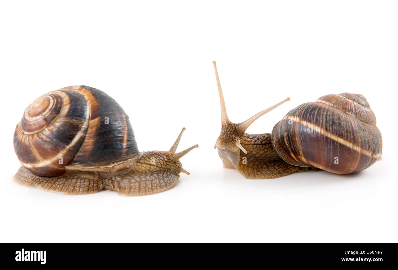 Two snails on a white background Stock Photo - Alamy