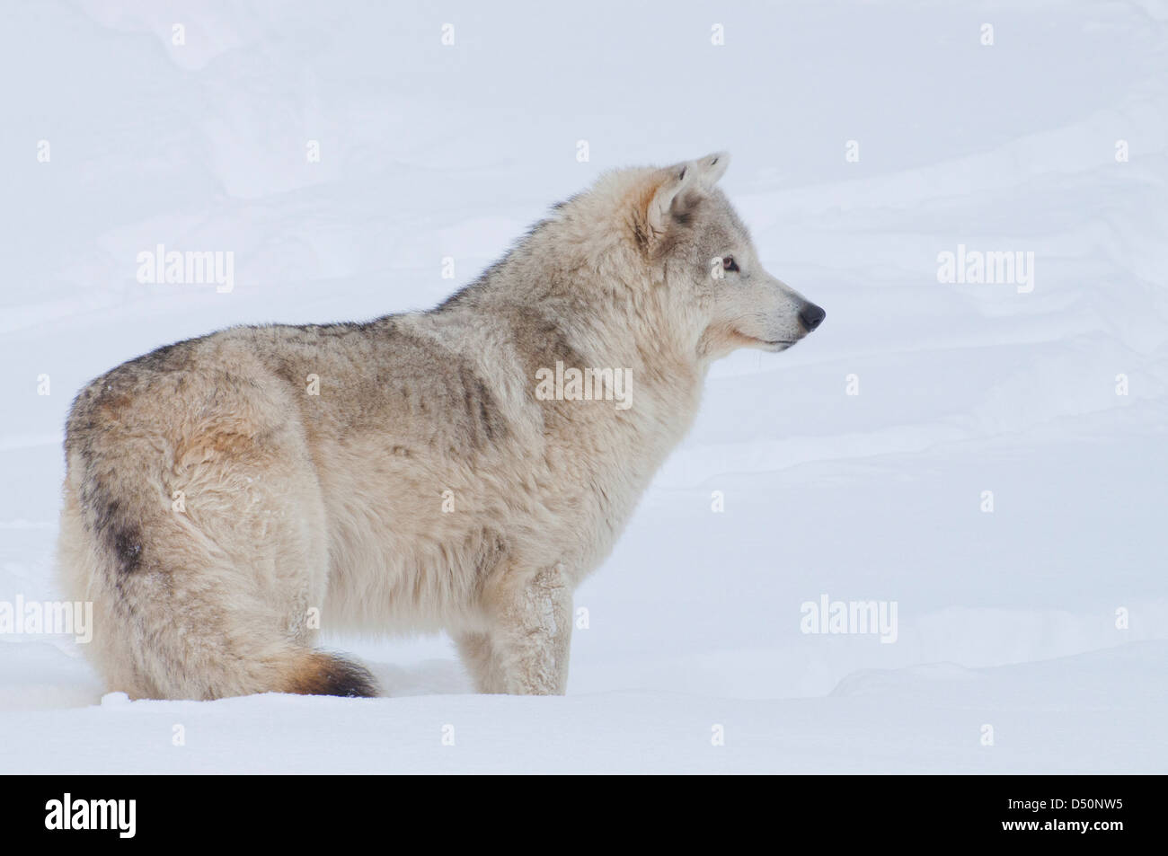 A Timber Wolf on a winter day Stock Photo - Alamy