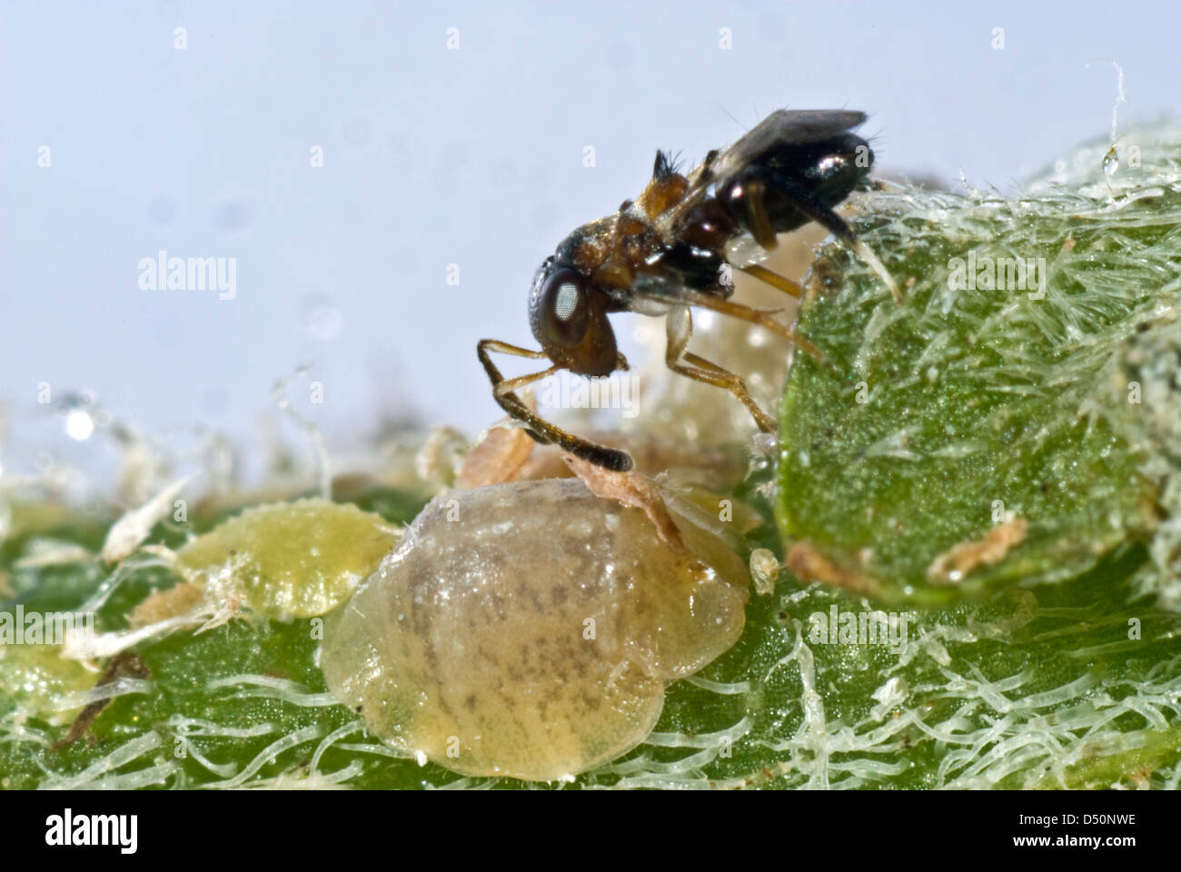 Parasitoid wasp, Encyrtus infelix, commercial biological control ...