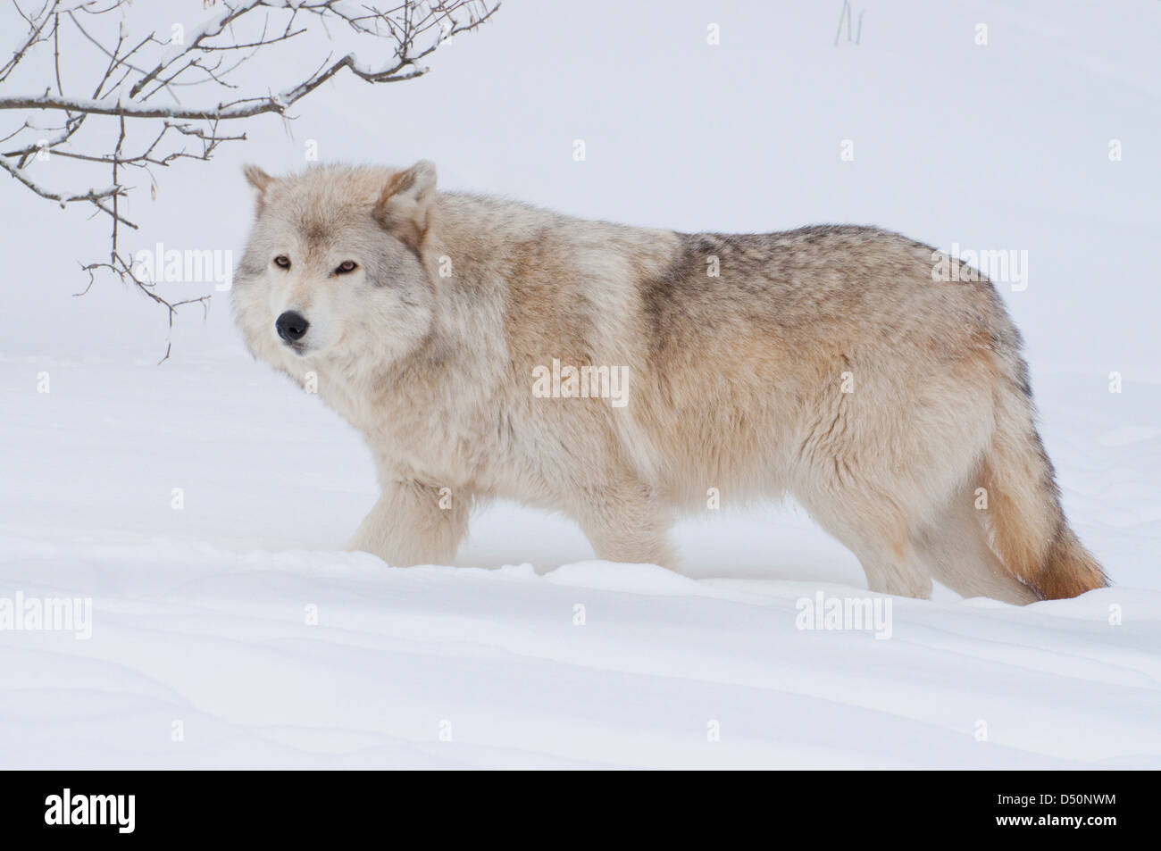 A Timber Wolf on a winter day Stock Photo - Alamy