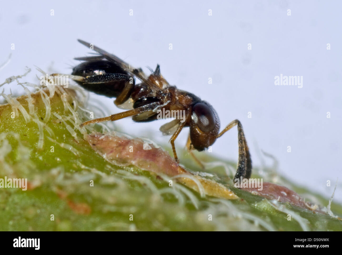 Parasitoid host hi-res stock photography and images - Alamy