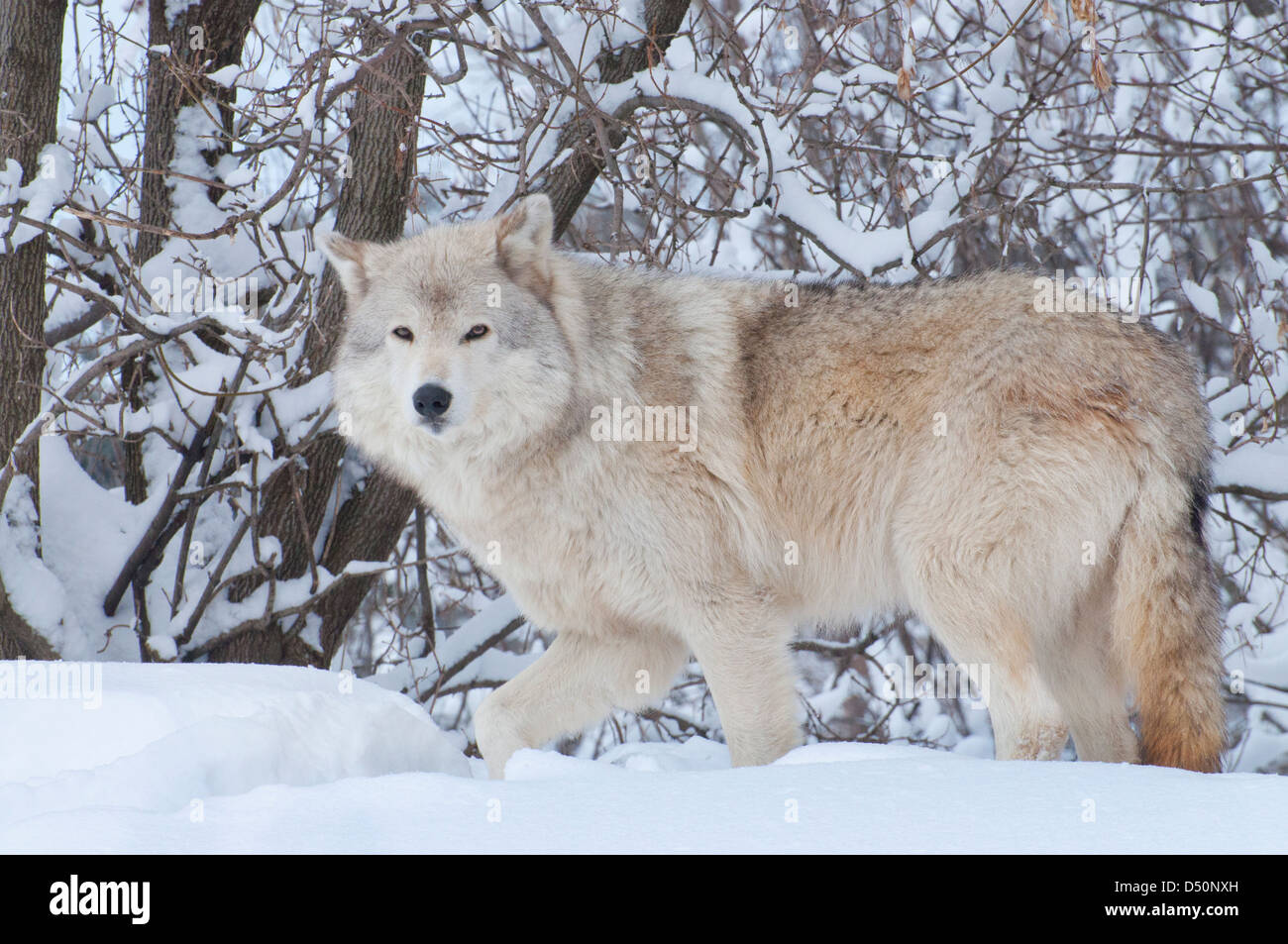 A Timber Wolf on a winter day Stock Photo - Alamy