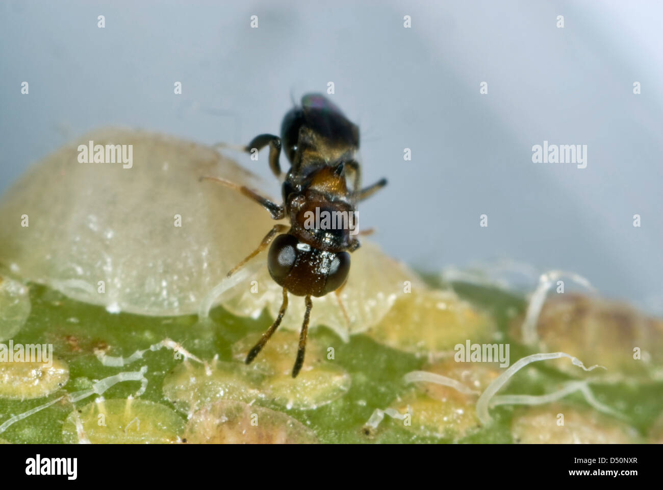 Parasitoid wasp, Encyrtus infelix, commercial biological control ...