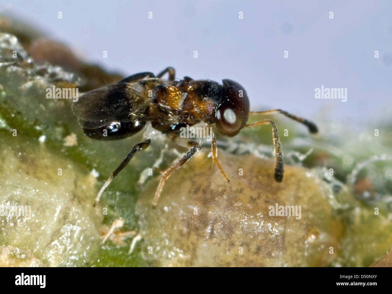 Parasitoid wasp, Encyrtus infelix, commercial biological control ...