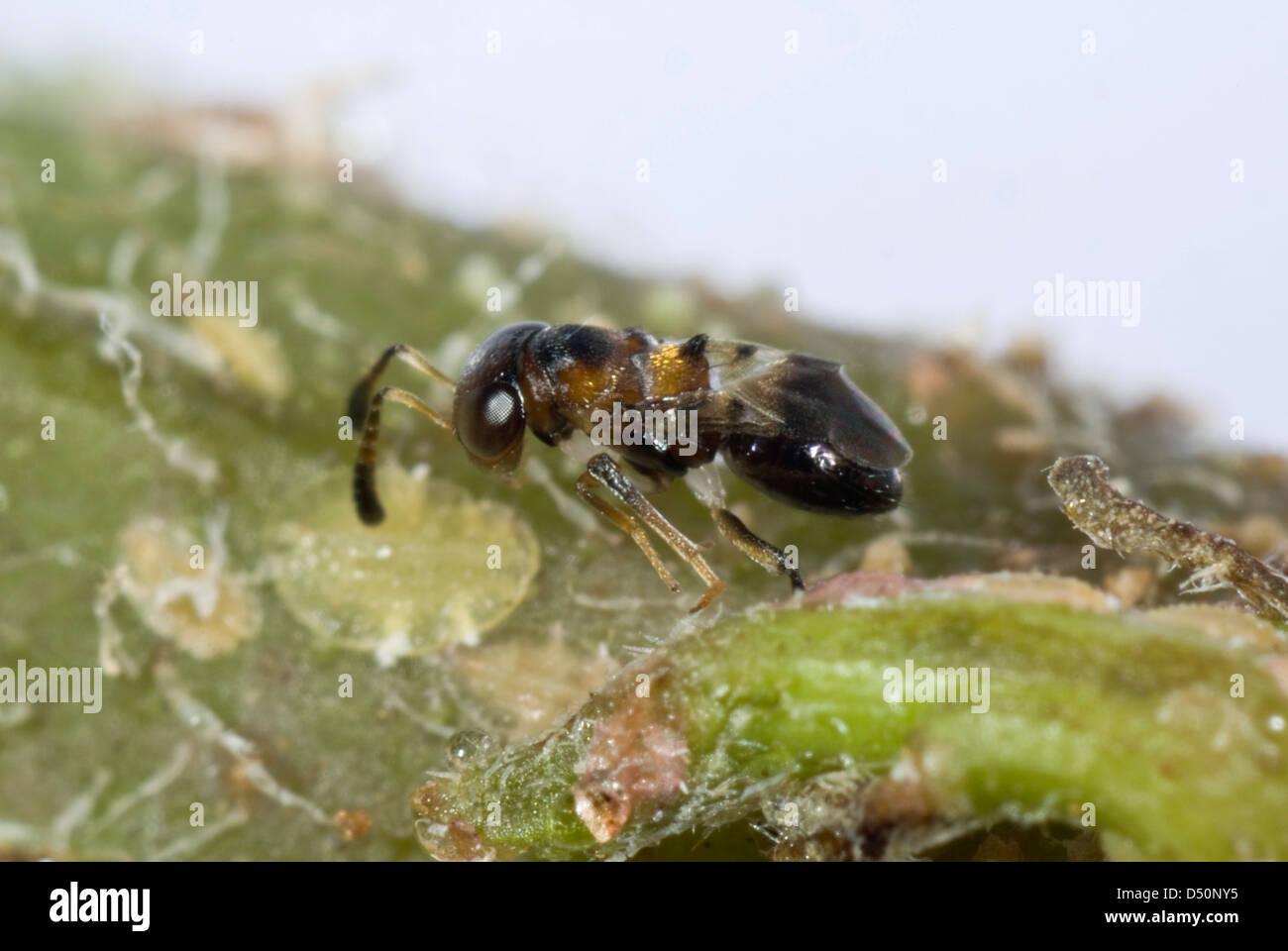 Parasitoid wasp, Encyrtus infelix, commercial biological control ...