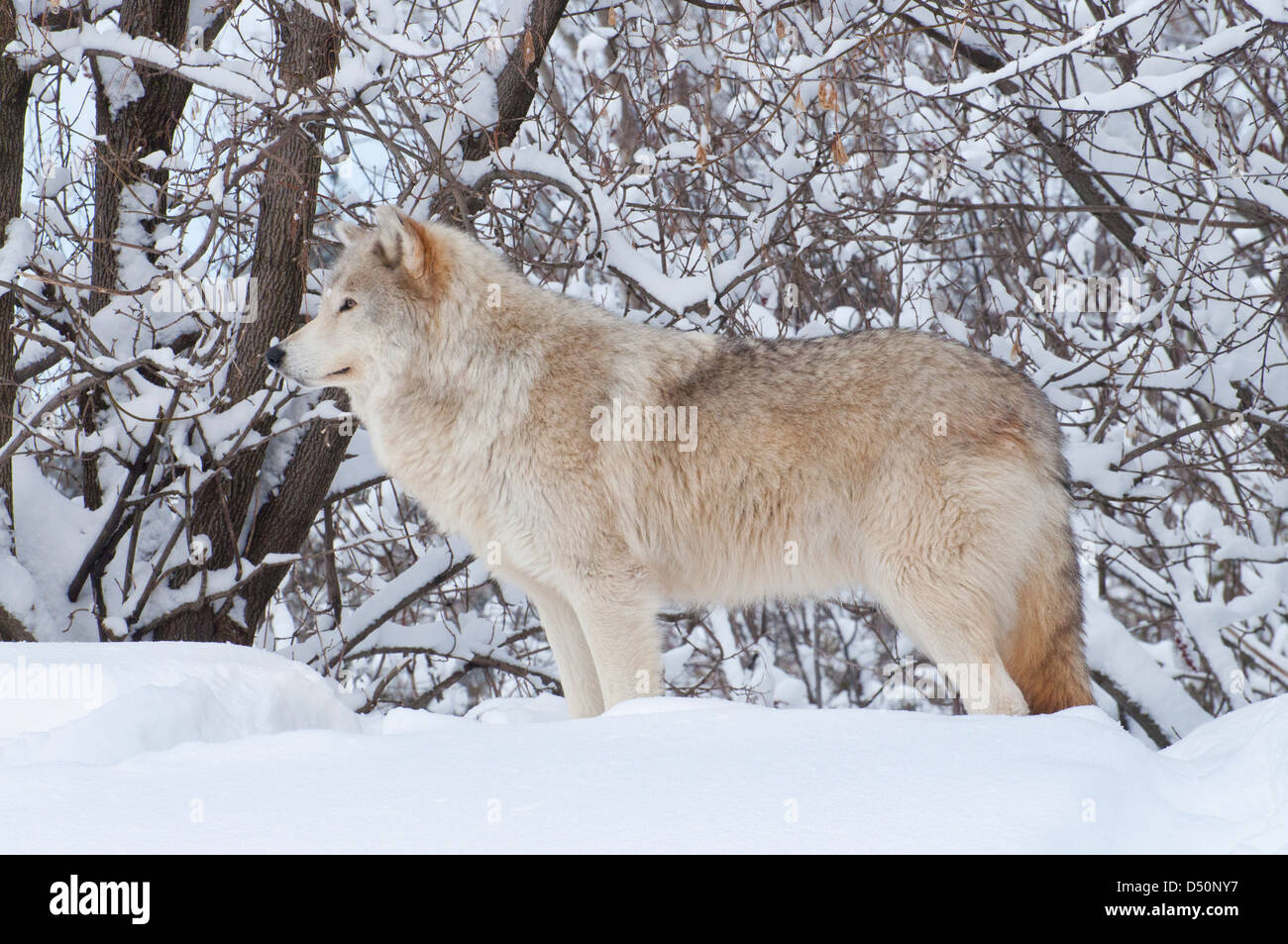 A Timber Wolf on a winter day Stock Photo - Alamy