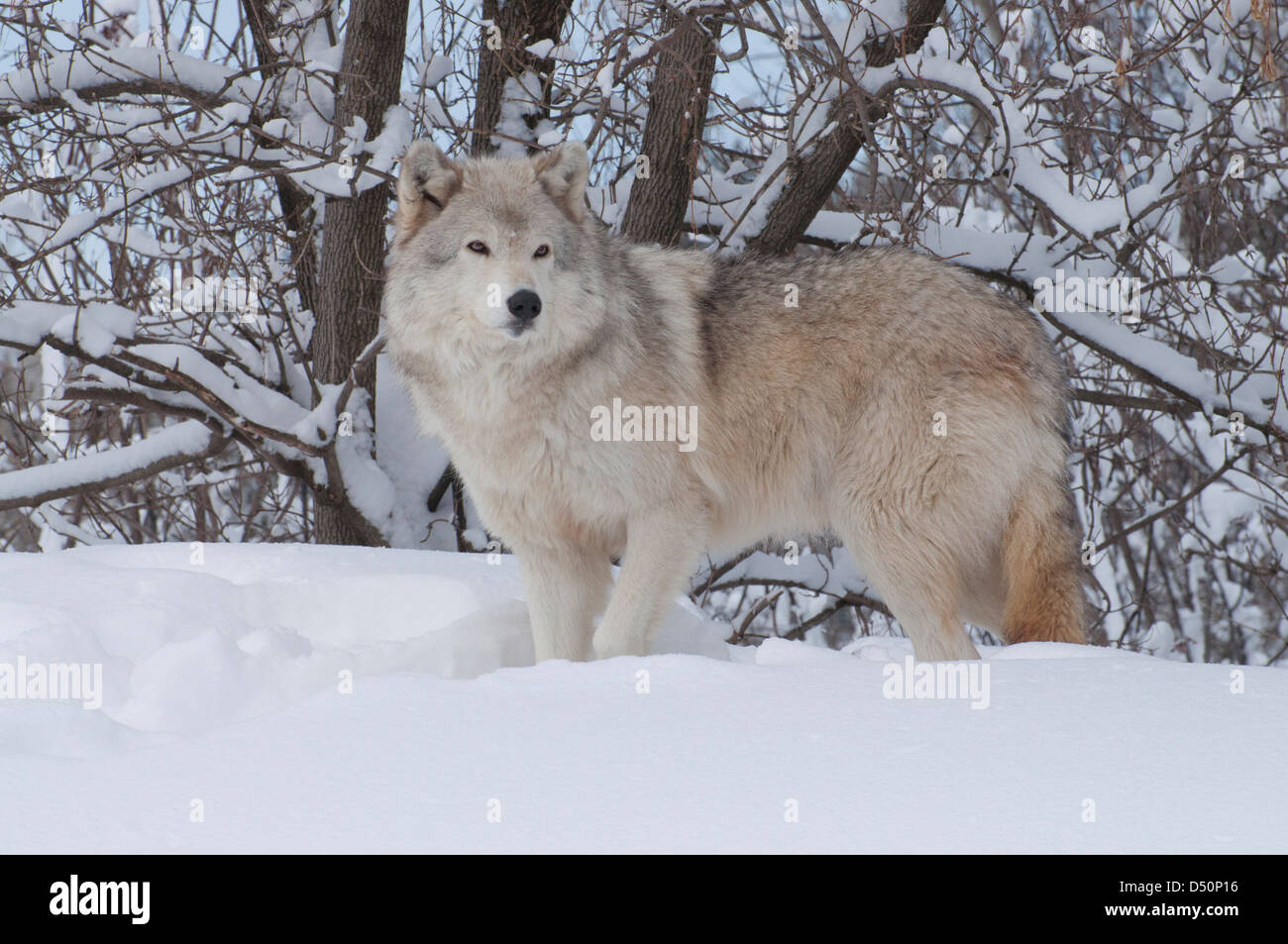 A Timber Wolf on a winter day Stock Photo - Alamy