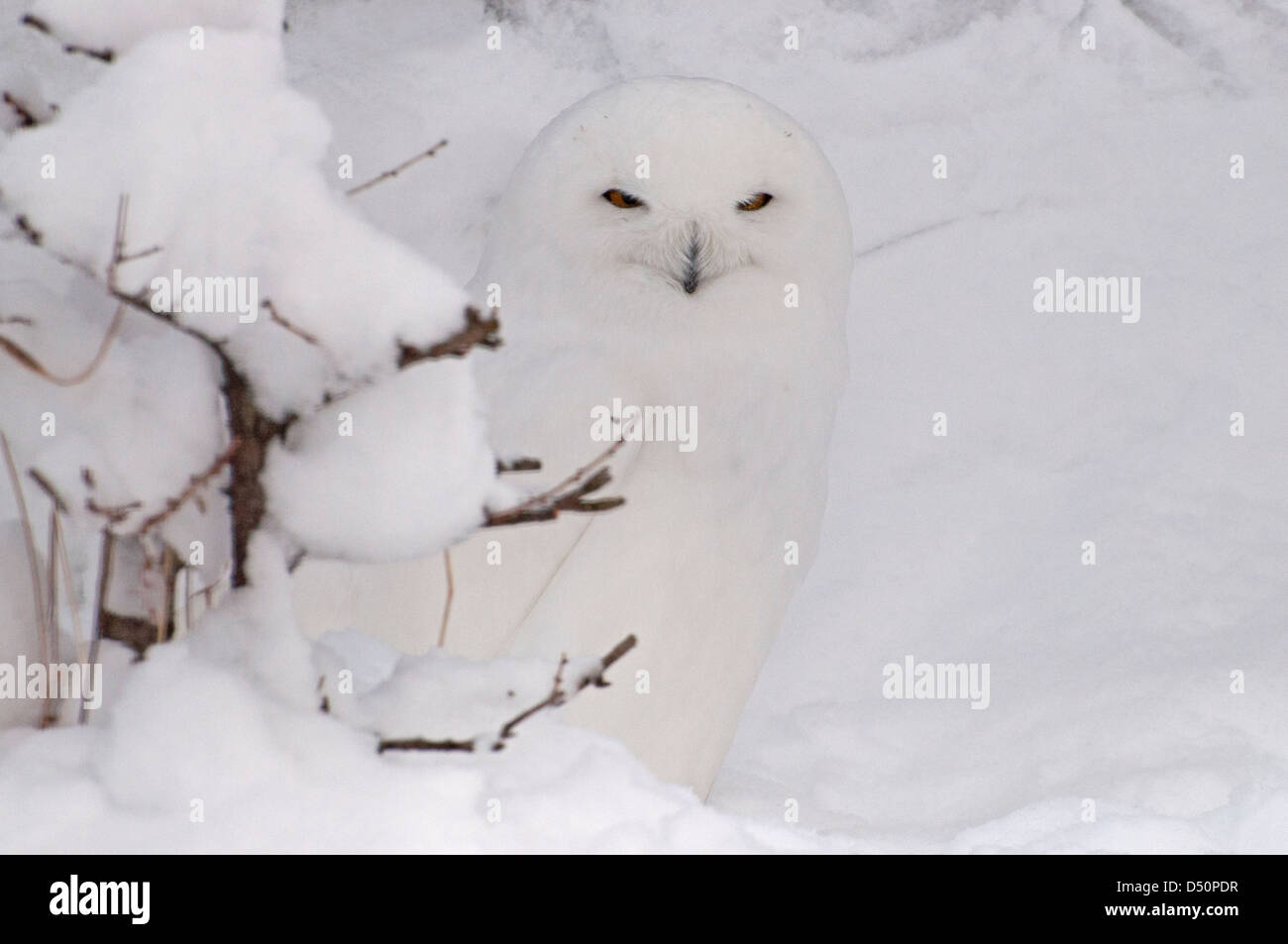 A male Snowy Owl on a winter day Stock Photo - Alamy