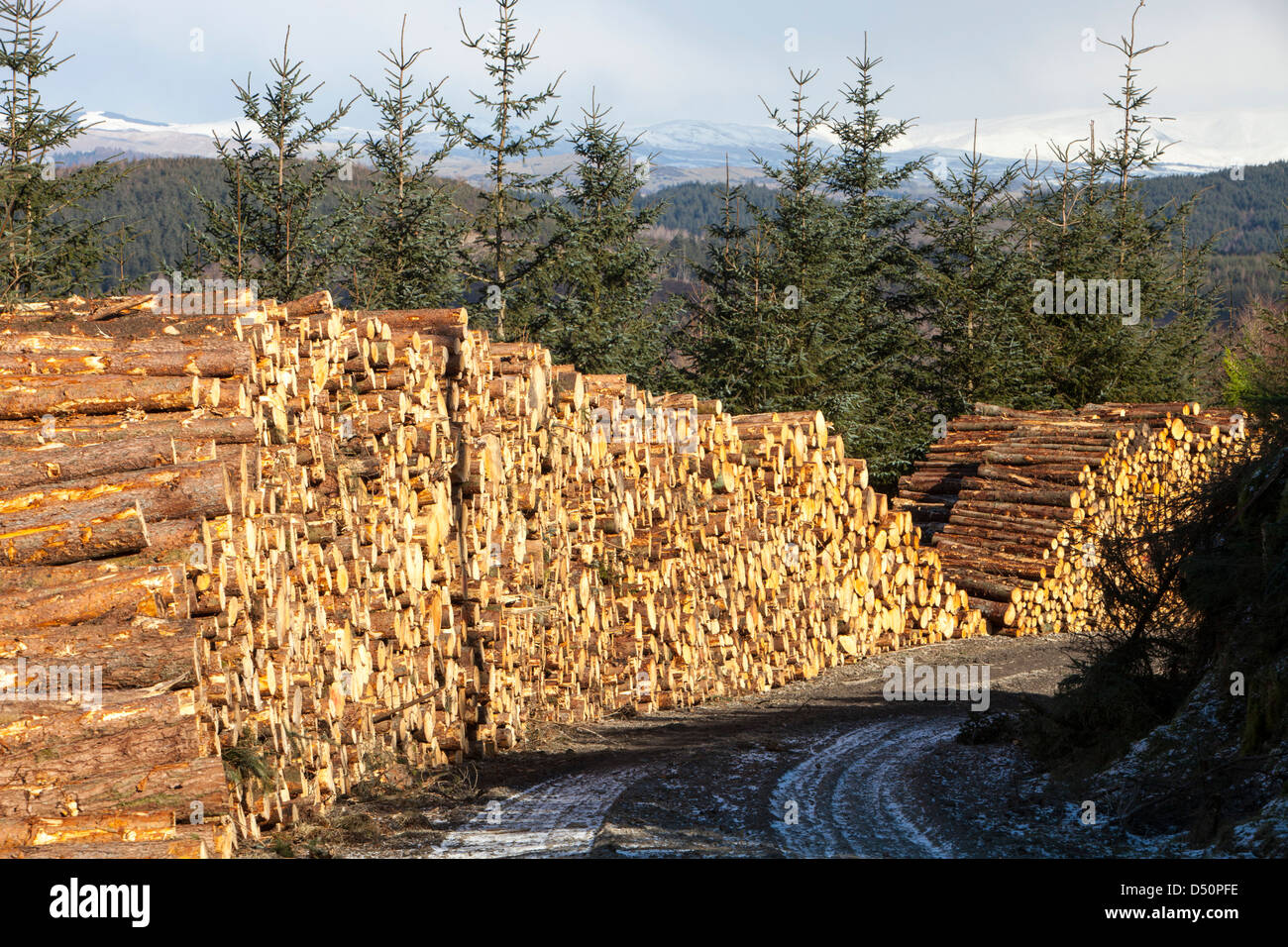 Paper production forest hi-res stock photography and images - Alamy
