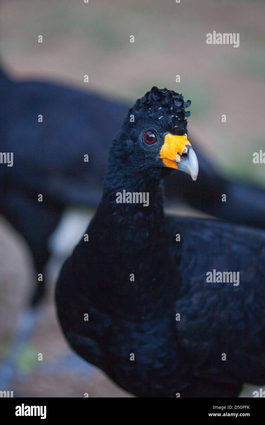 Black Currasow Crax alector Stock Photo - Alamy