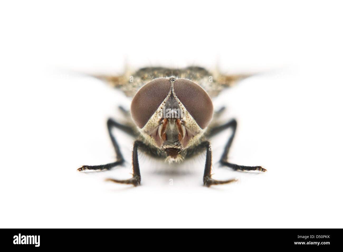 Fly Cut Out Stock Images & Pictures - Alamy