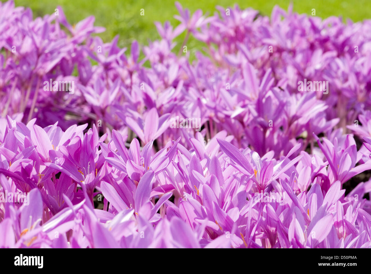 Large autumn crocus hi-res stock photography and images - Alamy