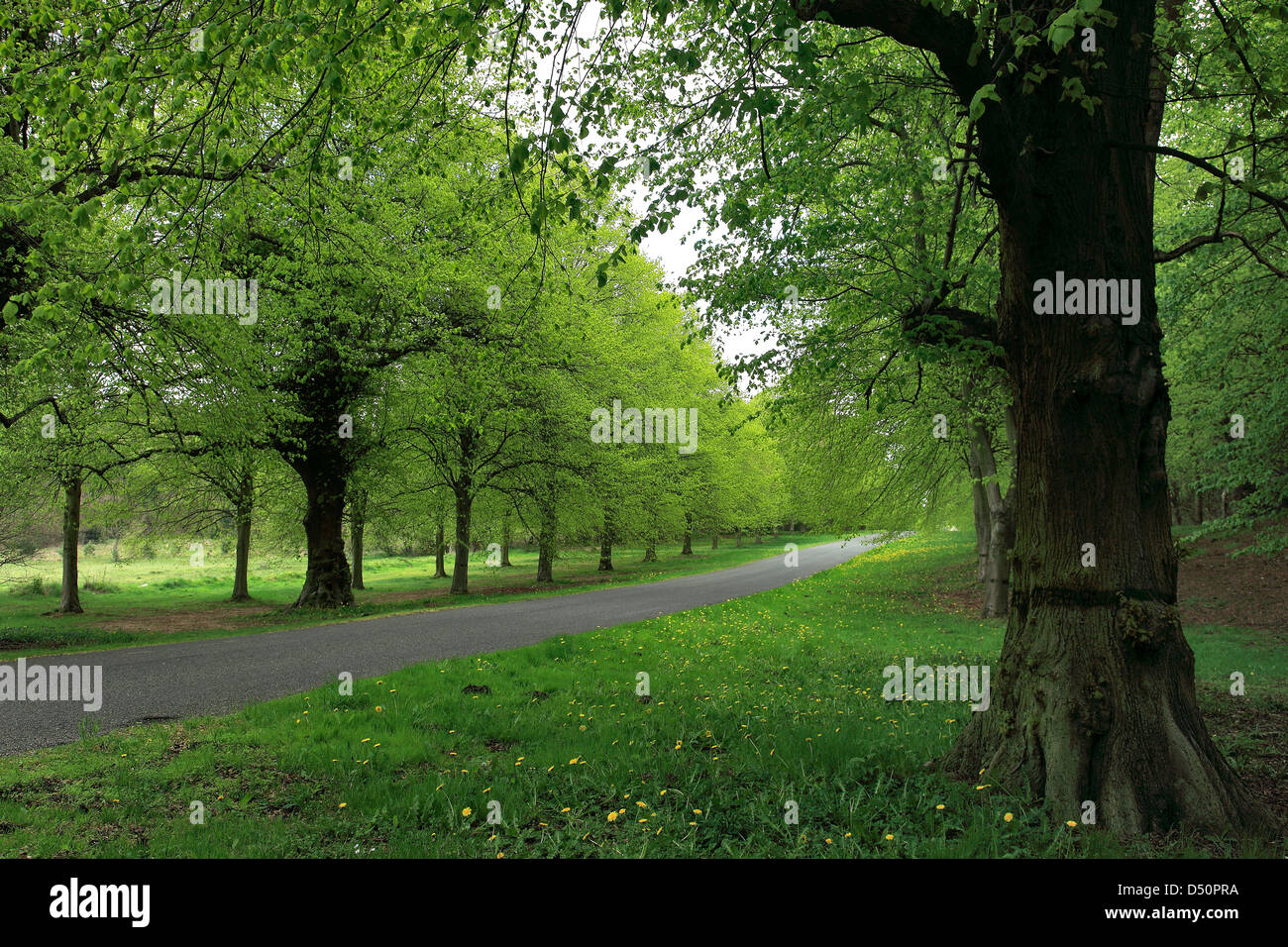 Spring Green, Common Lime Tree Avenue (Tilia x vulgaris), Clumber Park ...