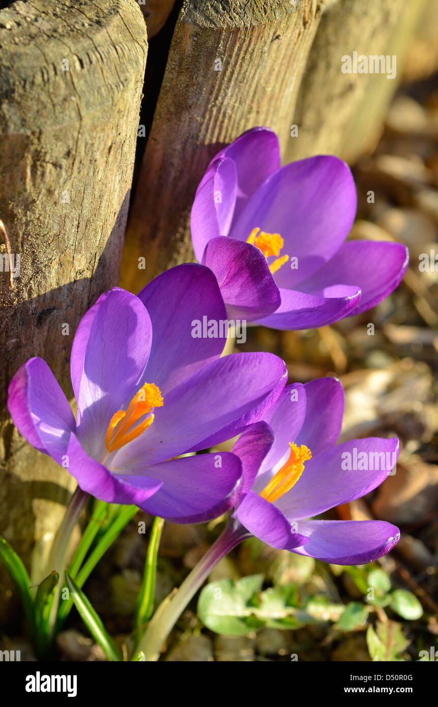 Purple croci hi-res stock photography and images - Alamy