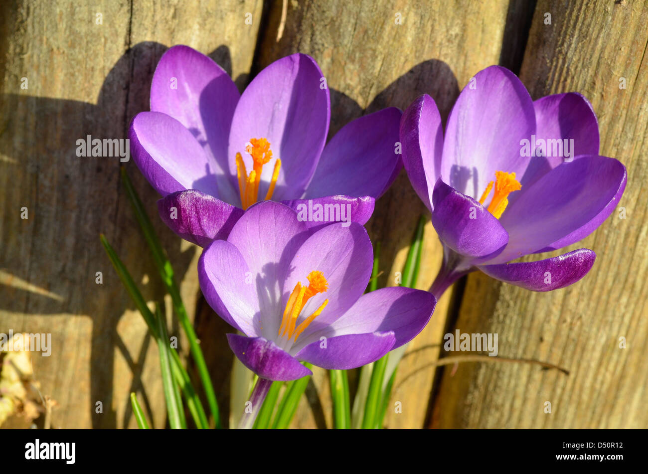 Path edging hi-res stock photography and images - Alamy