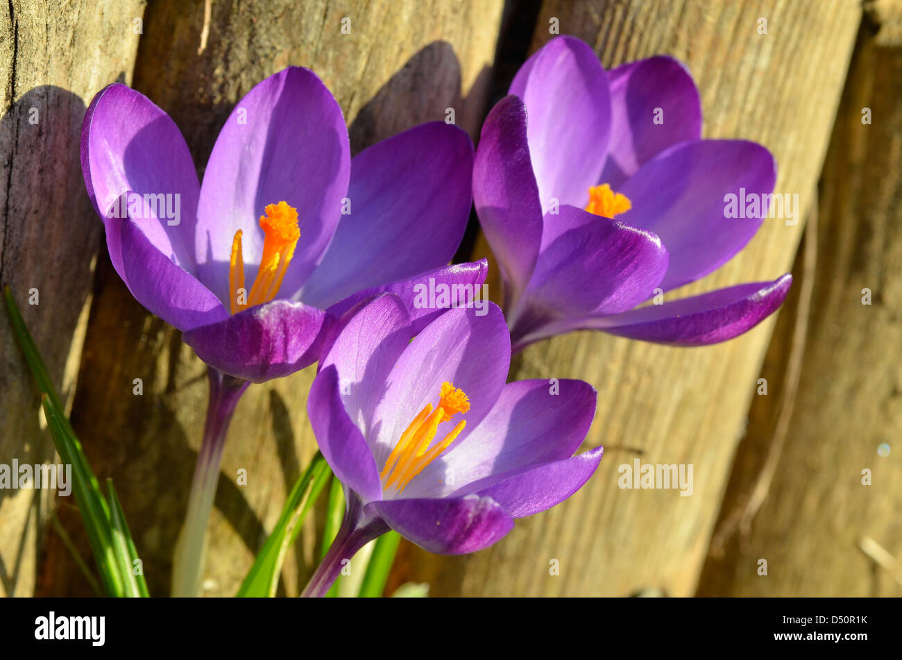 Path edging hi-res stock photography and images - Alamy