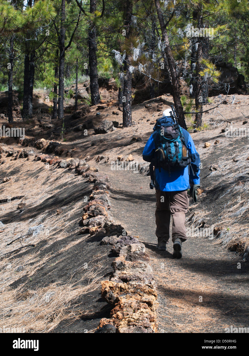 hiker in Tenerife Spain, circular footpath around the volcano Chinyero ...