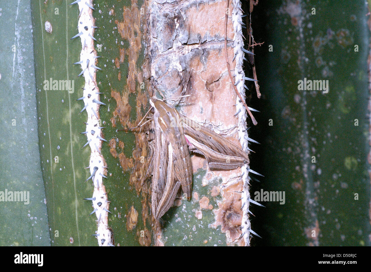 Silver-striped hawk moth (Hippotion celerio: Sphingidae) Namibia Stock ...