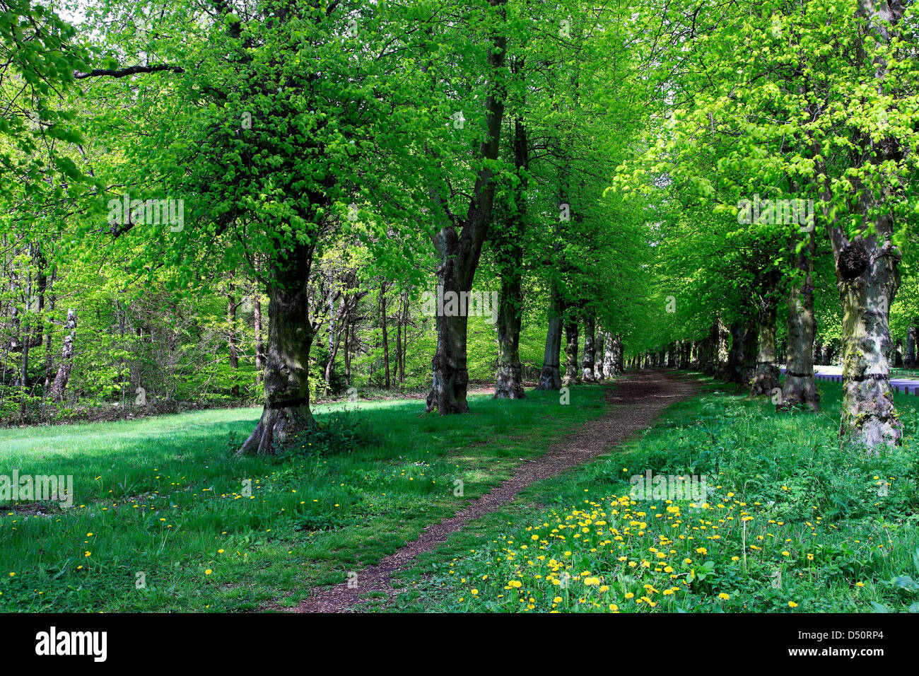 Spring Green, Common Lime Tree Avenue (Tilia x vulgaris), Clumber Park ...