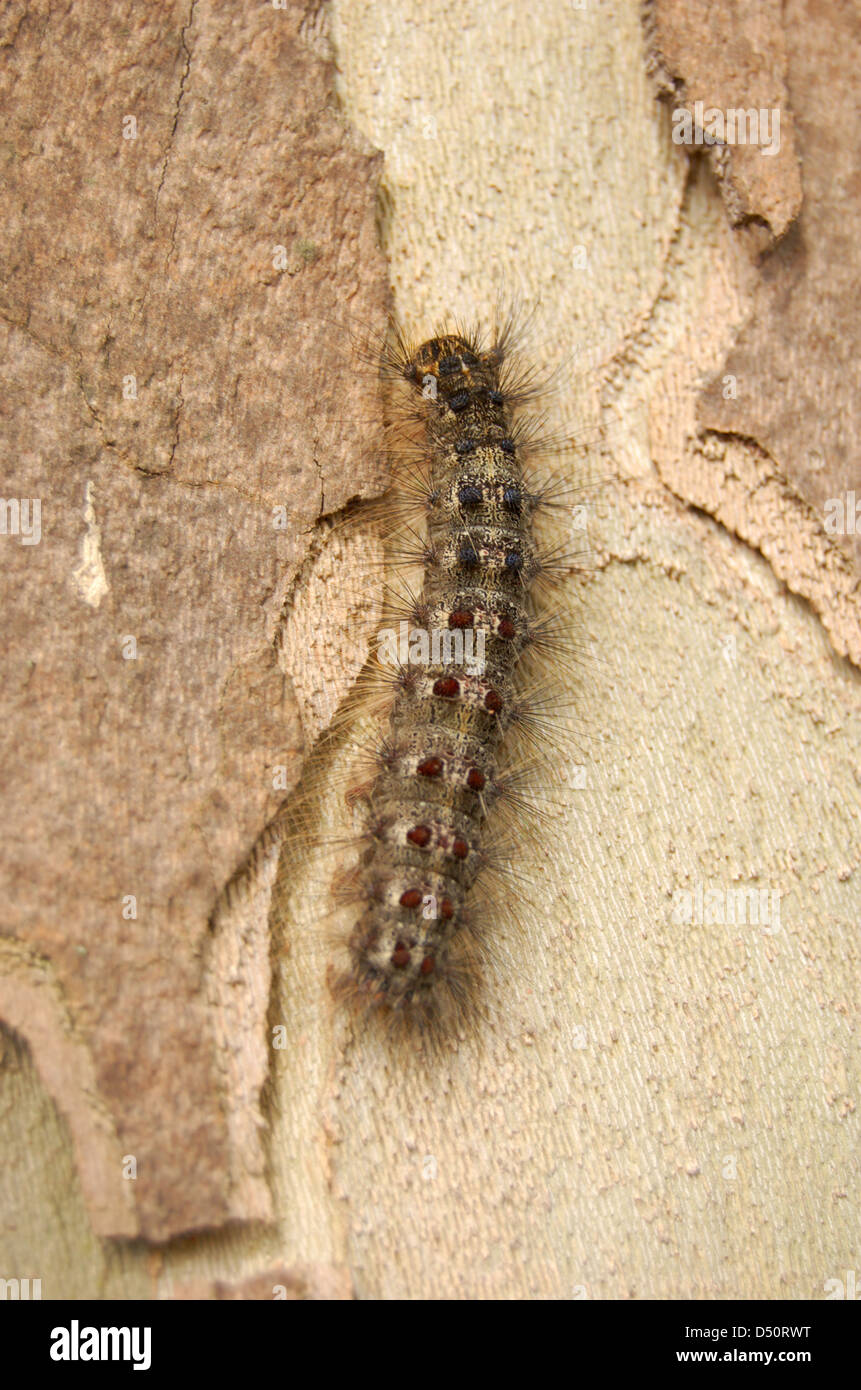 Caterpillar on a Plane Tree in London, England Stock Photo - Alamy