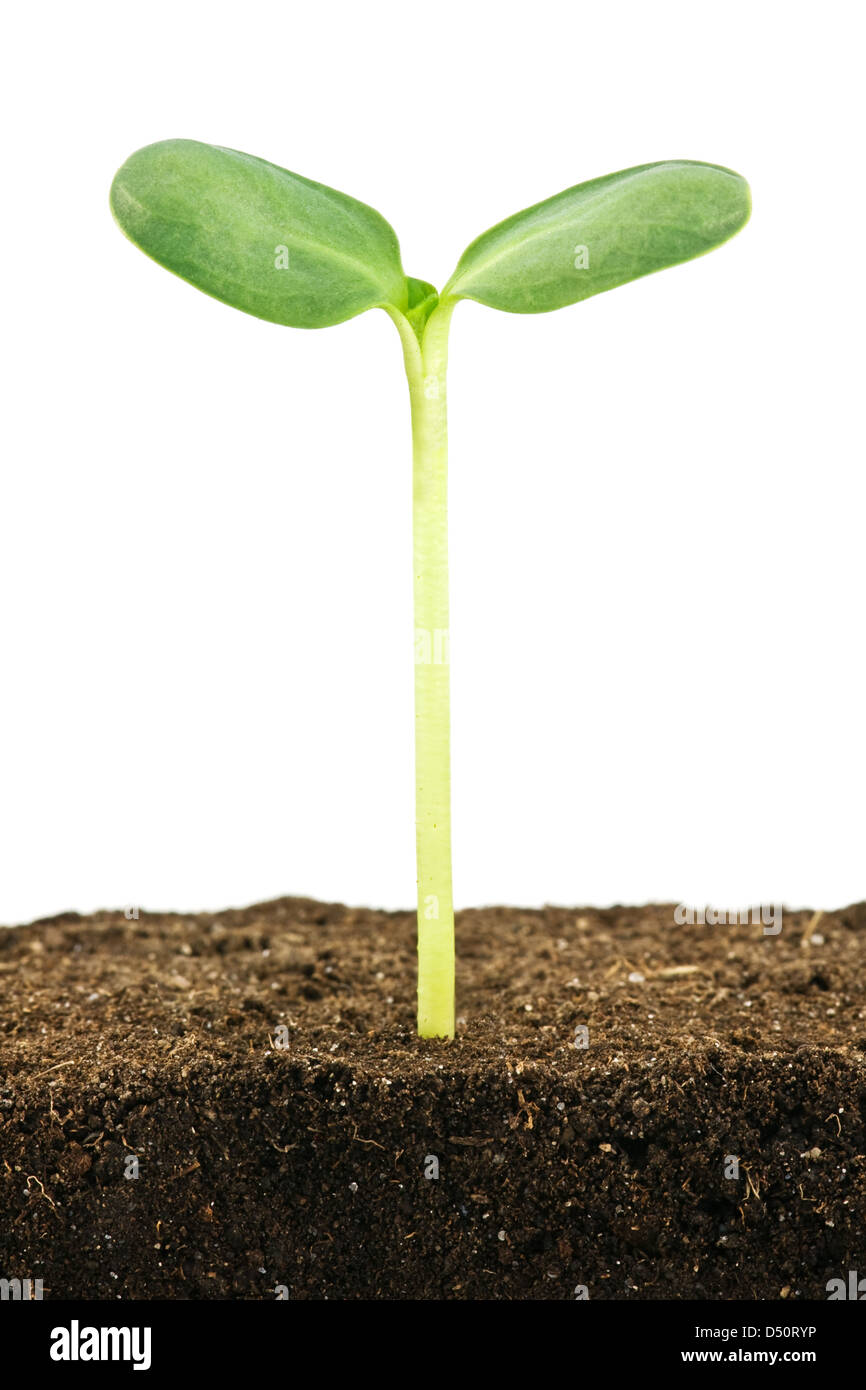 single plant in dirt closeup Stock Photo - Alamy