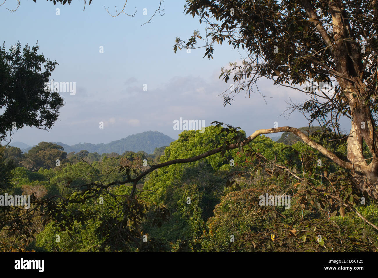 Tropical rainforest canopy trees hi-res stock photography and images ...