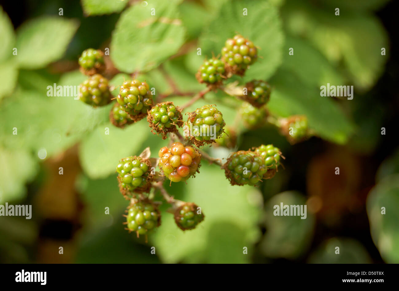 Close up of unripe blackberries Stock Photo - Alamy