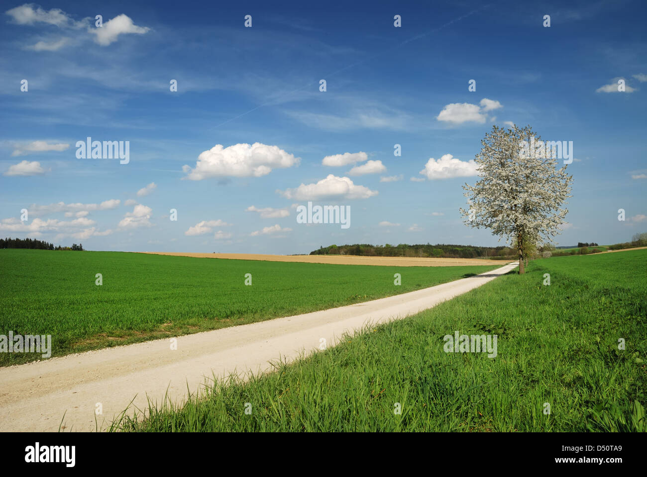 Spring scenic with a flowering tree in Bavaria Stock Photo - Alamy