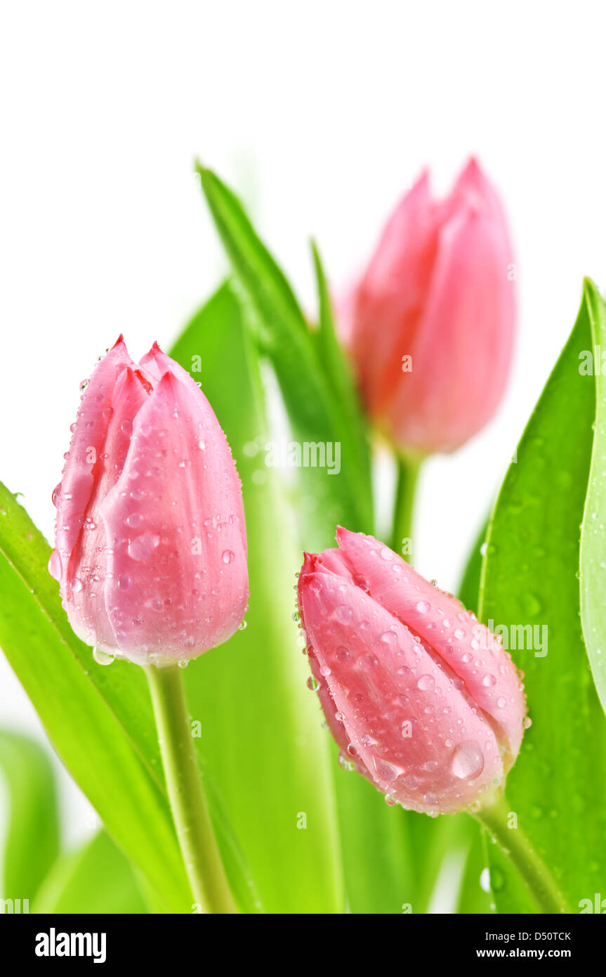 pink tulips closeup Stock Photo - Alamy