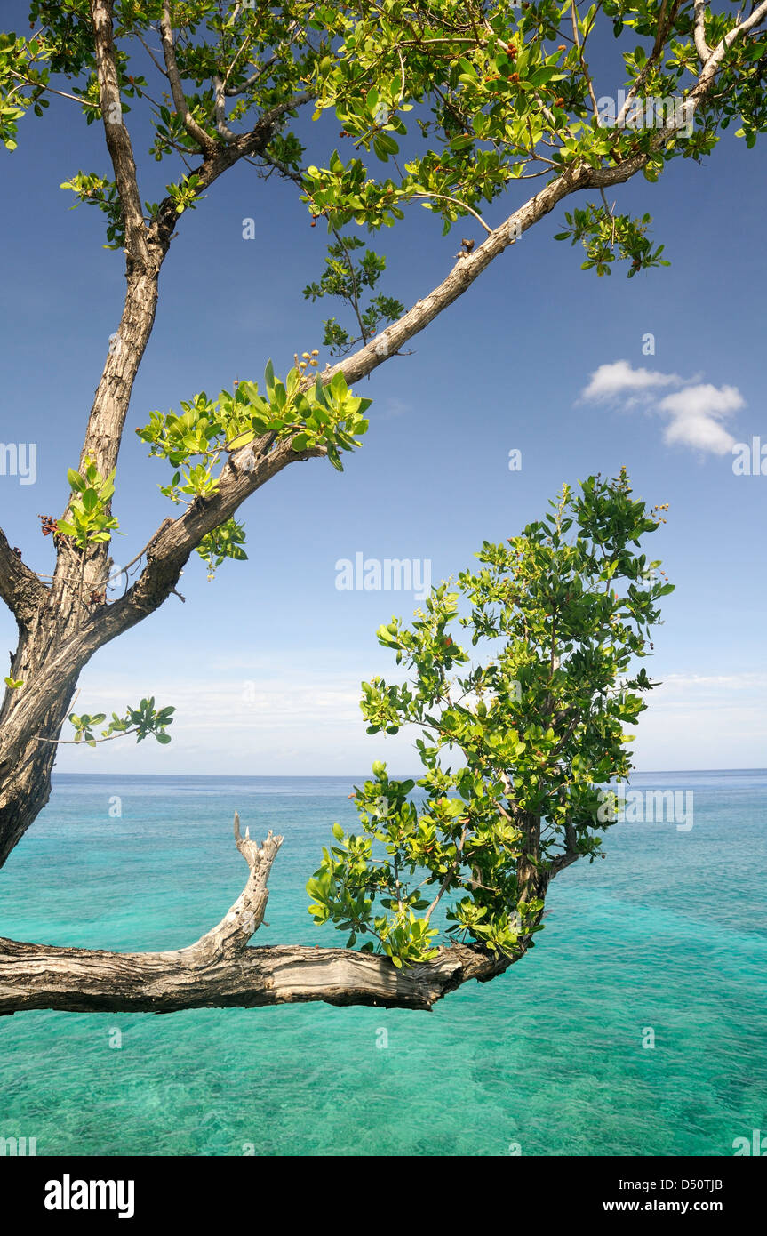 Tree Overhanging Sea at Xtabi Hotel Stock Photo - Alamy