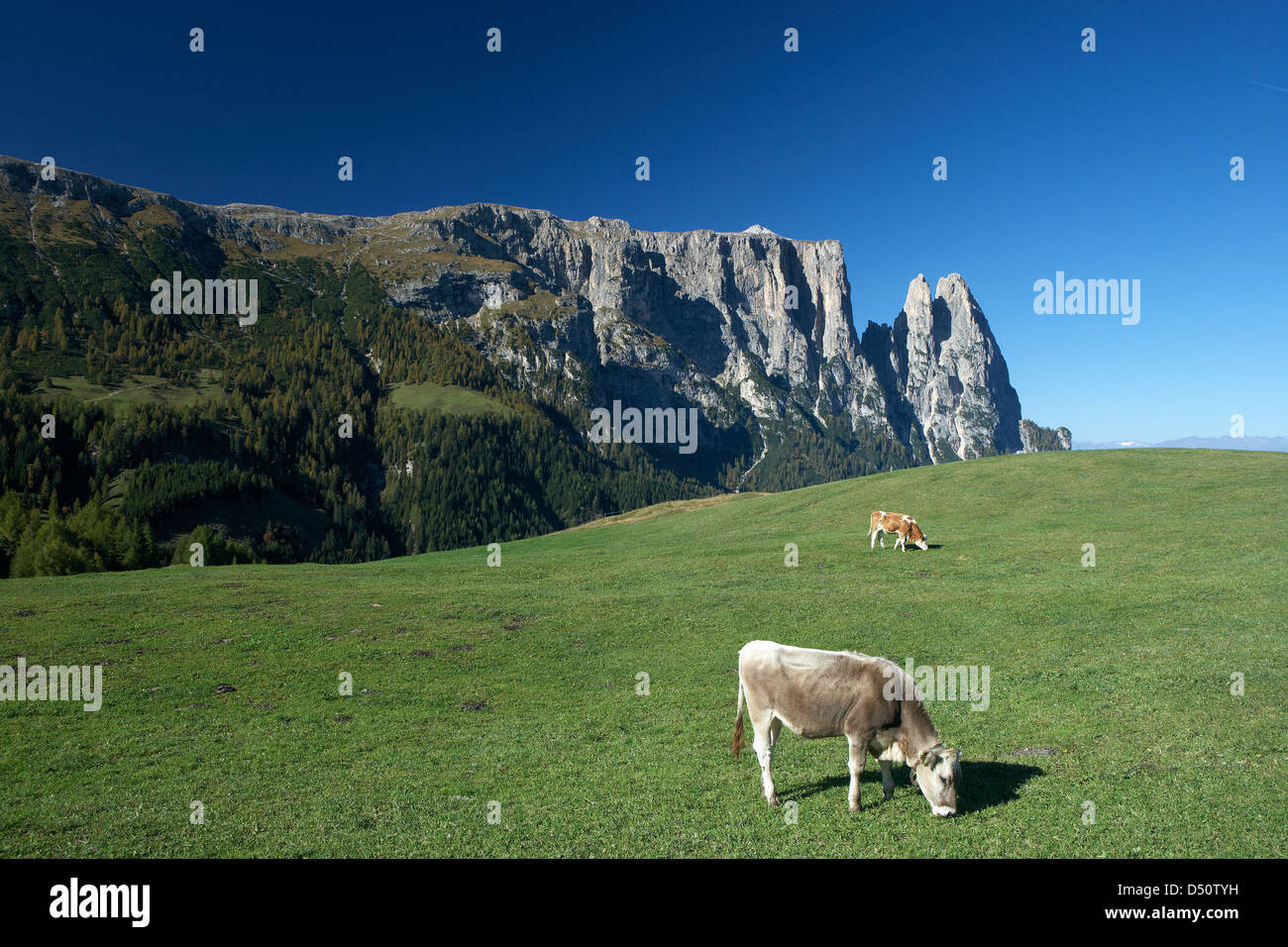 Livestock in italy hi-res stock photography and images - Alamy