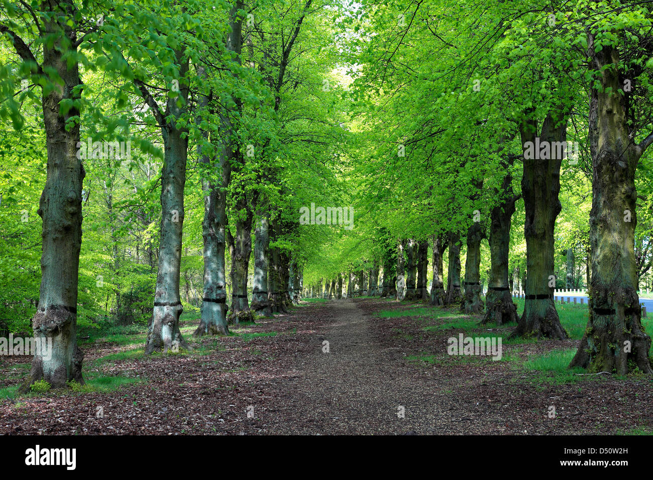 Spring Green, Common Lime Tree Avenue (Tilia x vulgaris), Clumber Park ...