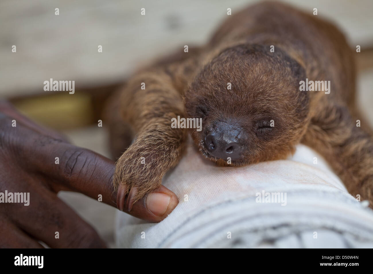 Two-toed Sloth (Choloepus didactylus). Young animal being hand reared ...