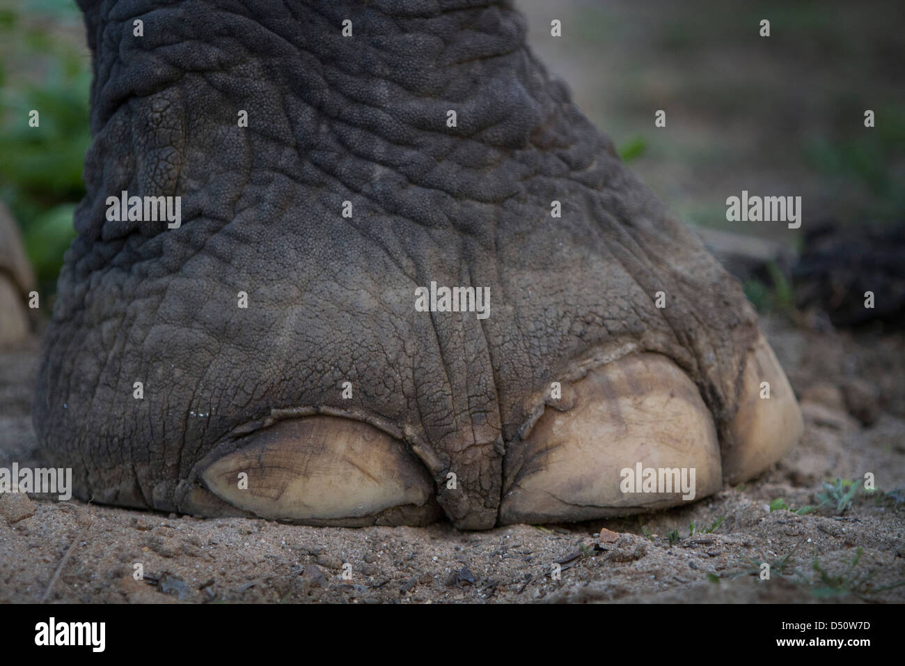 Elephant foot hi-res stock photography and images - Alamy